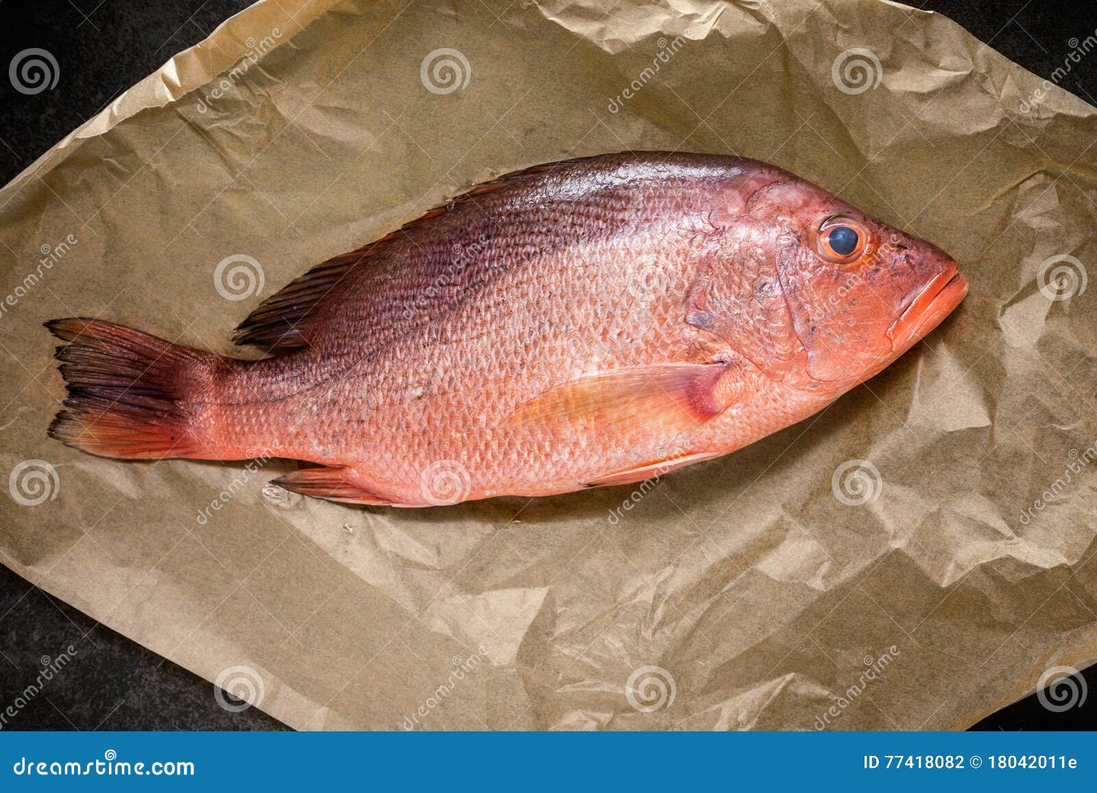 Single Raw Red Snapper Fish on Backing Paper, Top View Stock Photo ...