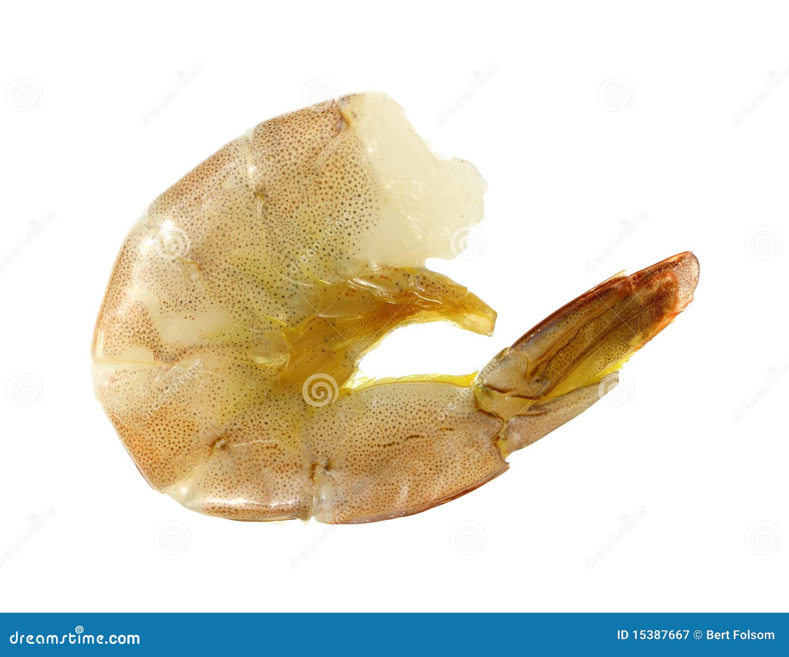 Single raw shrimp stock image. Image of shellfish, uncooked - 15387667