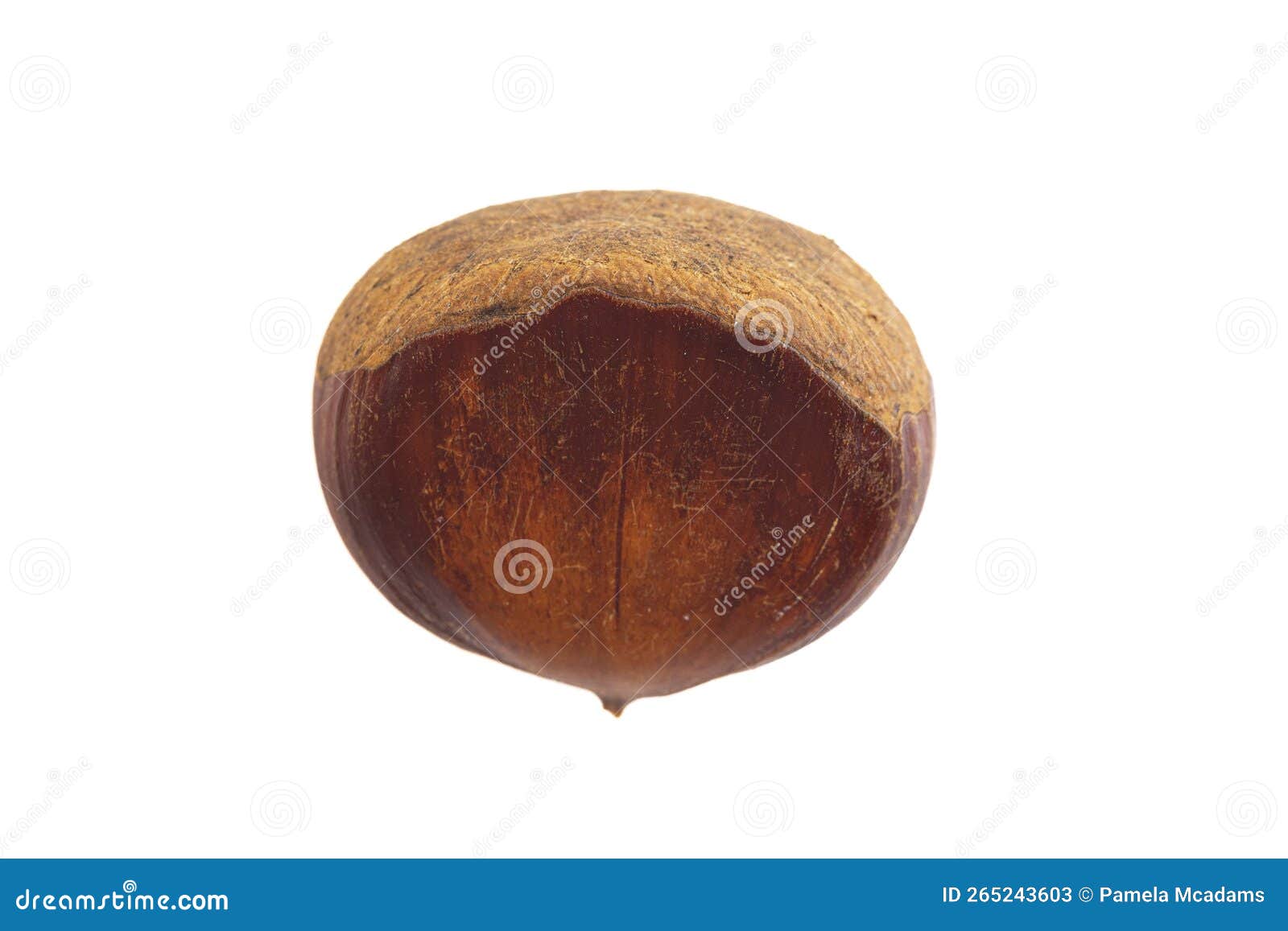 A Single Raw and Whole Chestnut Isolated on a White Background Stock ...