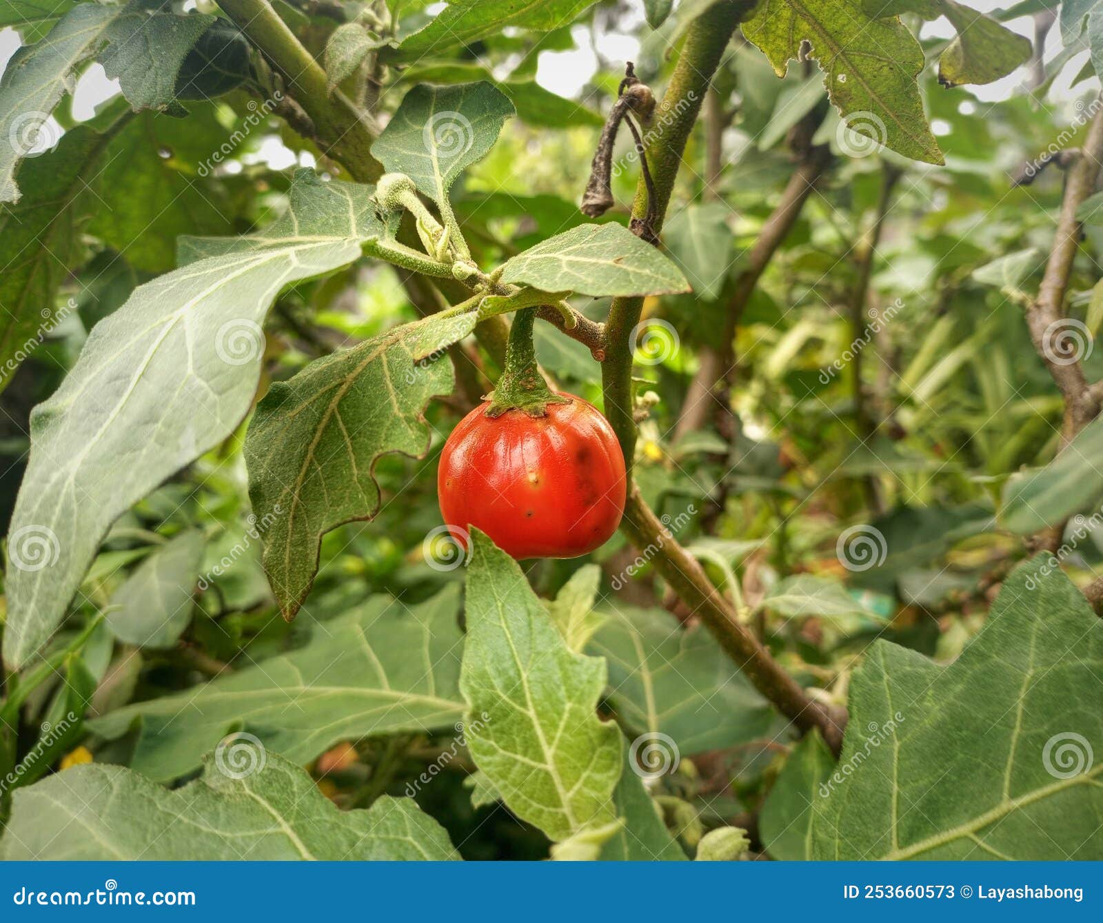 Single Red African Eggplant Stock Image - Image of fruit, deciduous ...