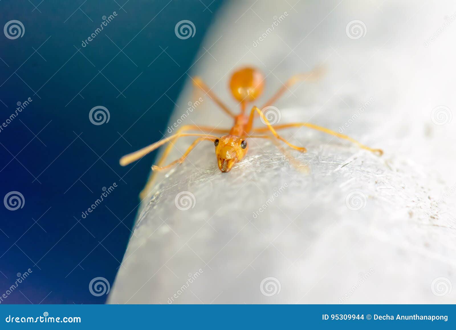 Single red ant stock photo. Image of branch, garden, ants - 95309944
