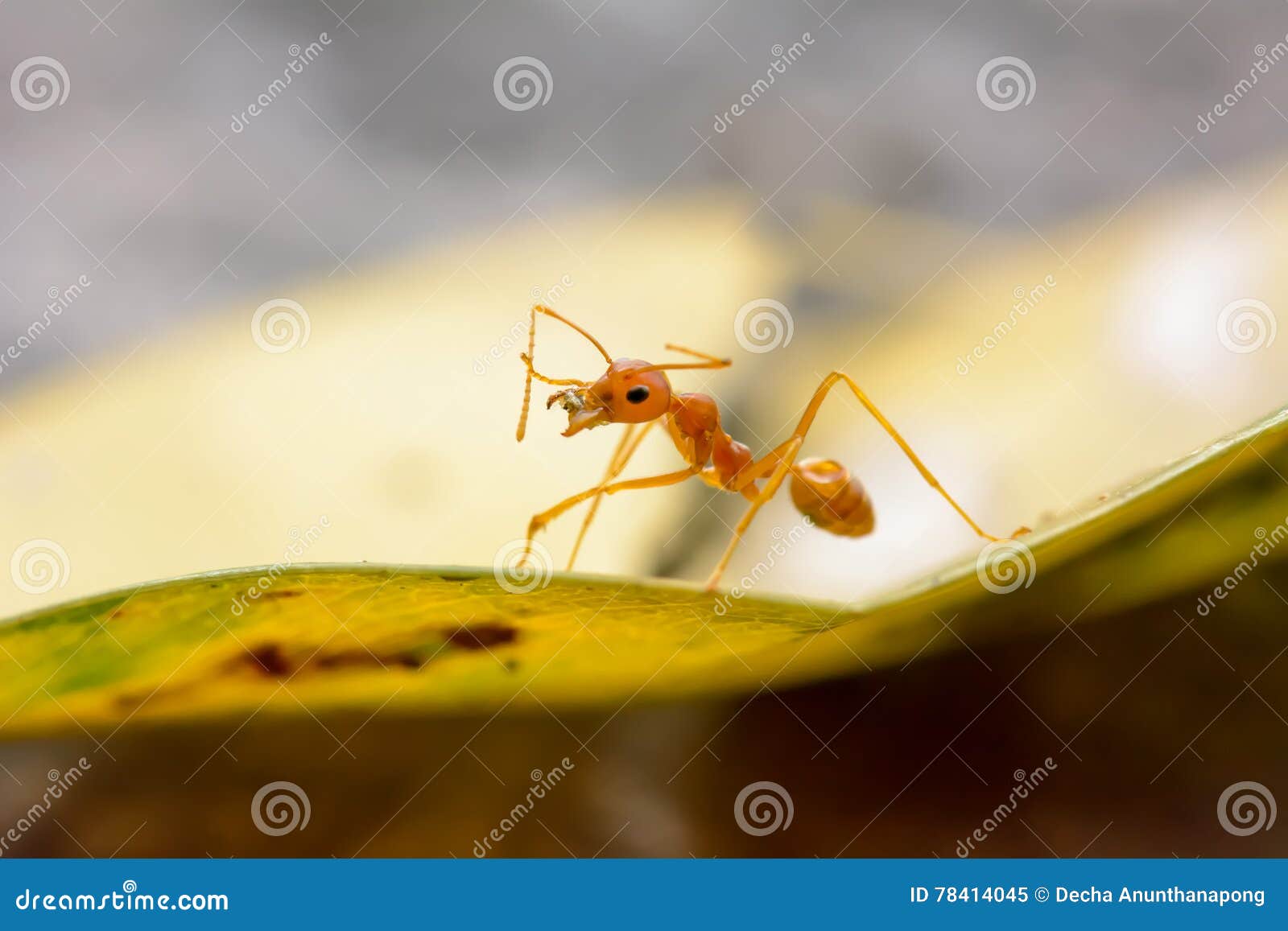 Single red ant stock image. Image of teamwork, nest, ants - 78414045