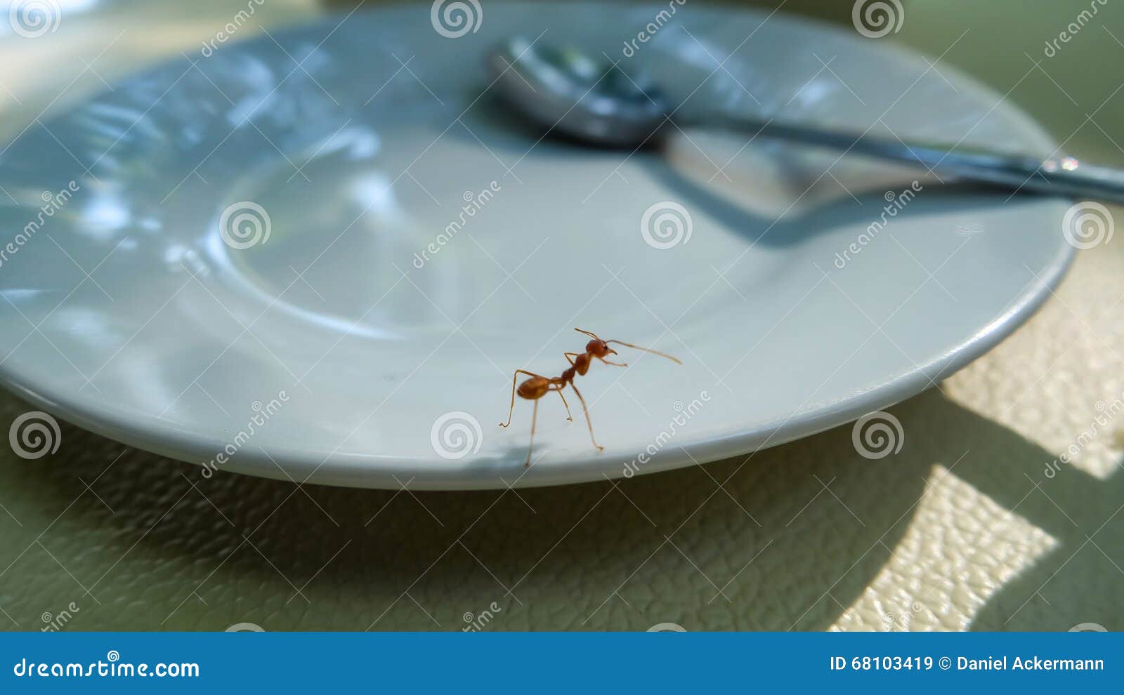 Single red ant on a dish stock image. Image of thailand - 68103419