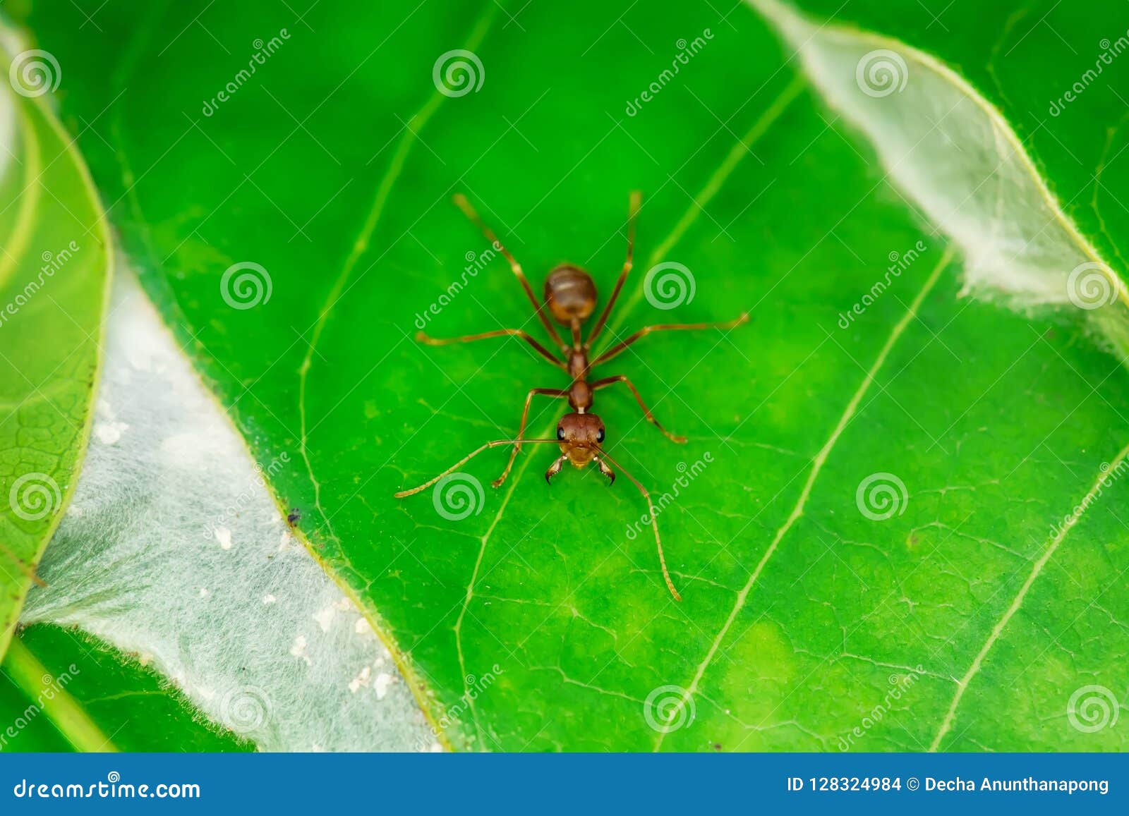 Single red ant stock photo. Image of insect, branch - 128324984