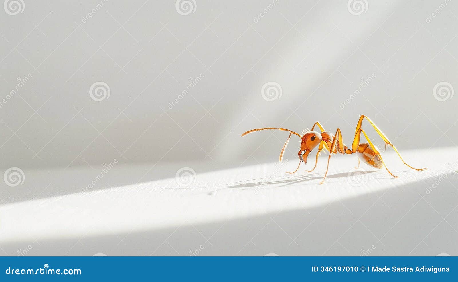 A Single Red Ant Walking Across a White Surface with a Beam of Sunlight ...