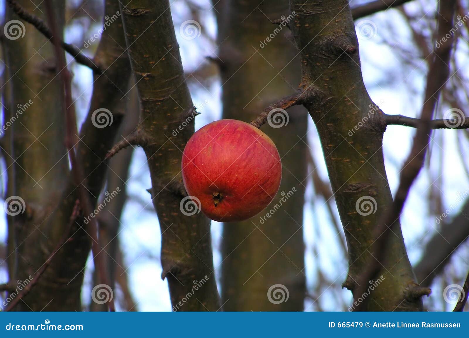 Single red apple stock image. Image of seasonal, lonely - 665479
