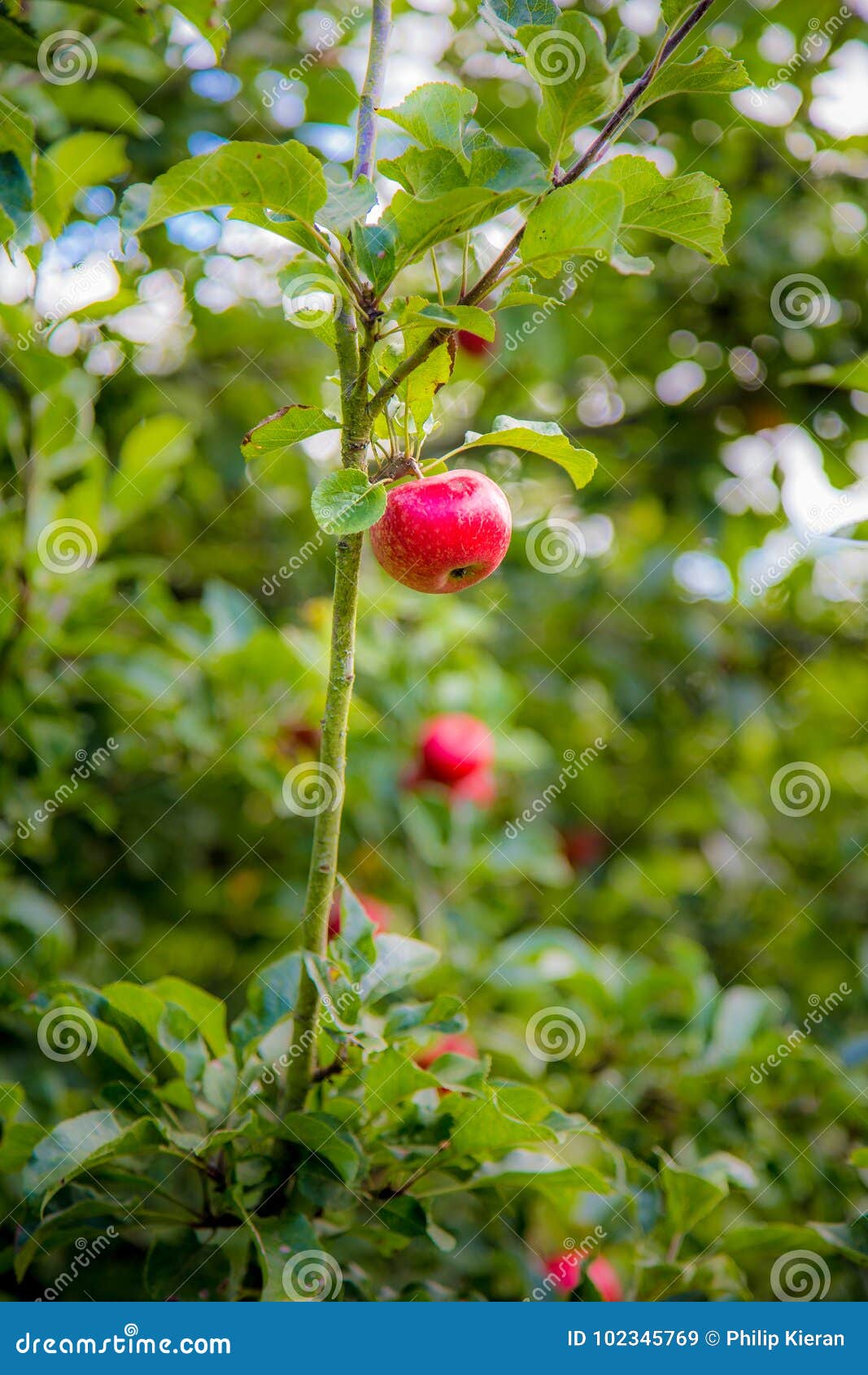Single red apple stock image. Image of ripe, outdoors - 102345769