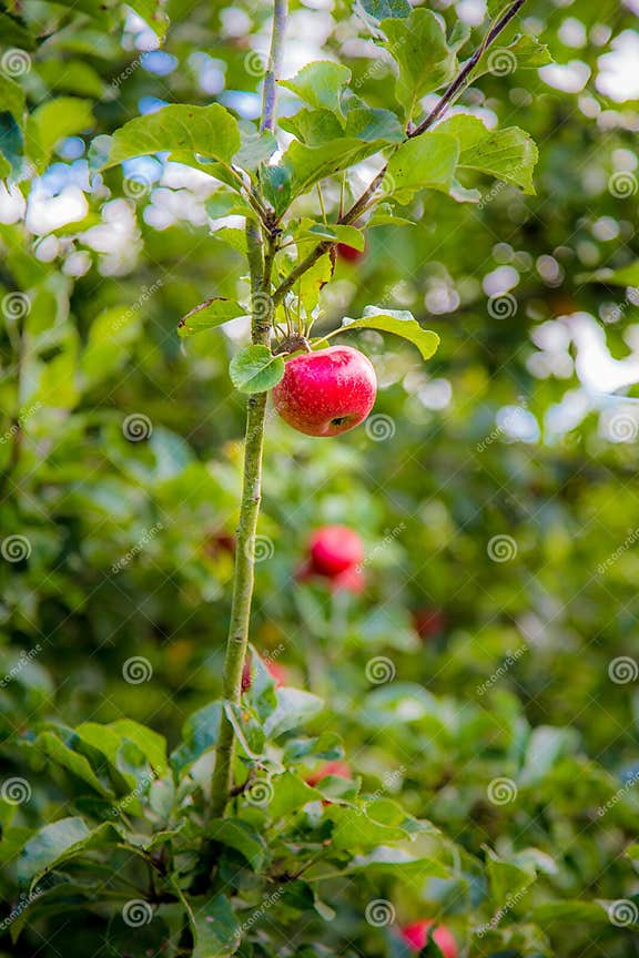 Single red apple stock image. Image of ripe, outdoors - 102345769