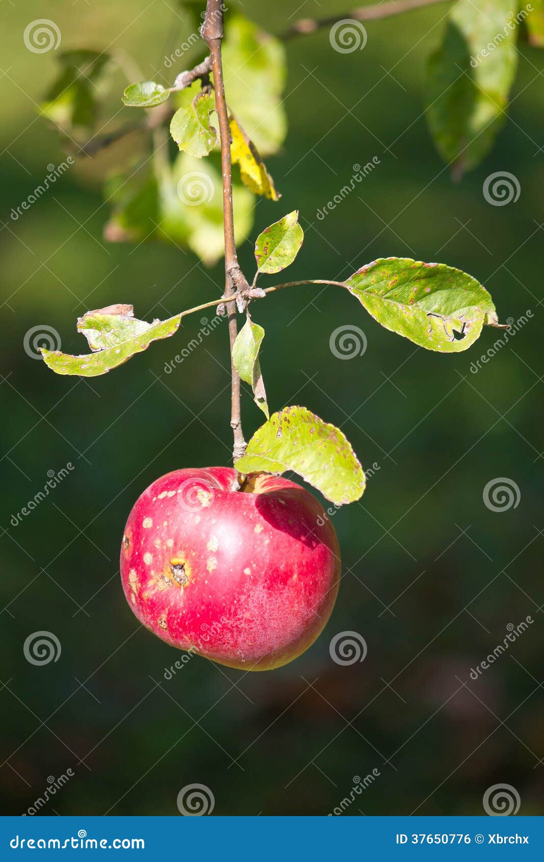 Single red apple on tree stock photo. Image of branch - 37650776