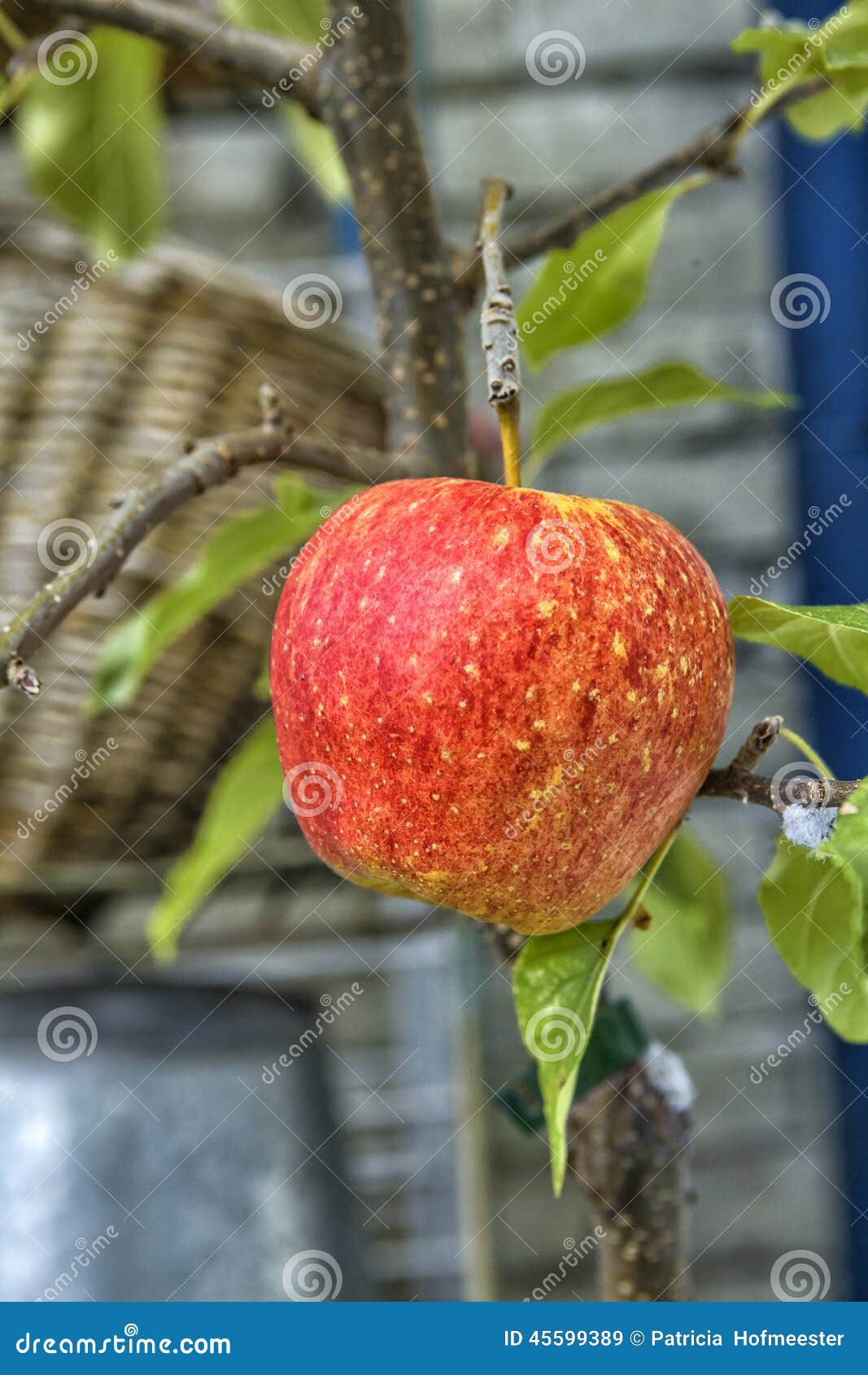 Single red apple on tree stock image. Image of freshness - 45599389