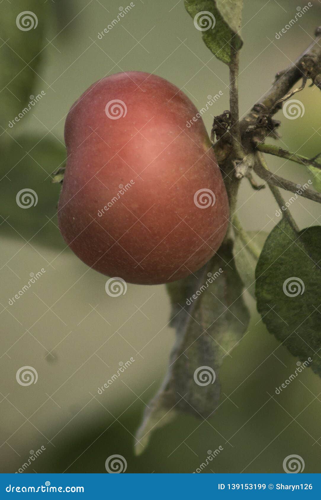 A Single Red Apple with an Uneven Shape Develops on the Tree Stock ...