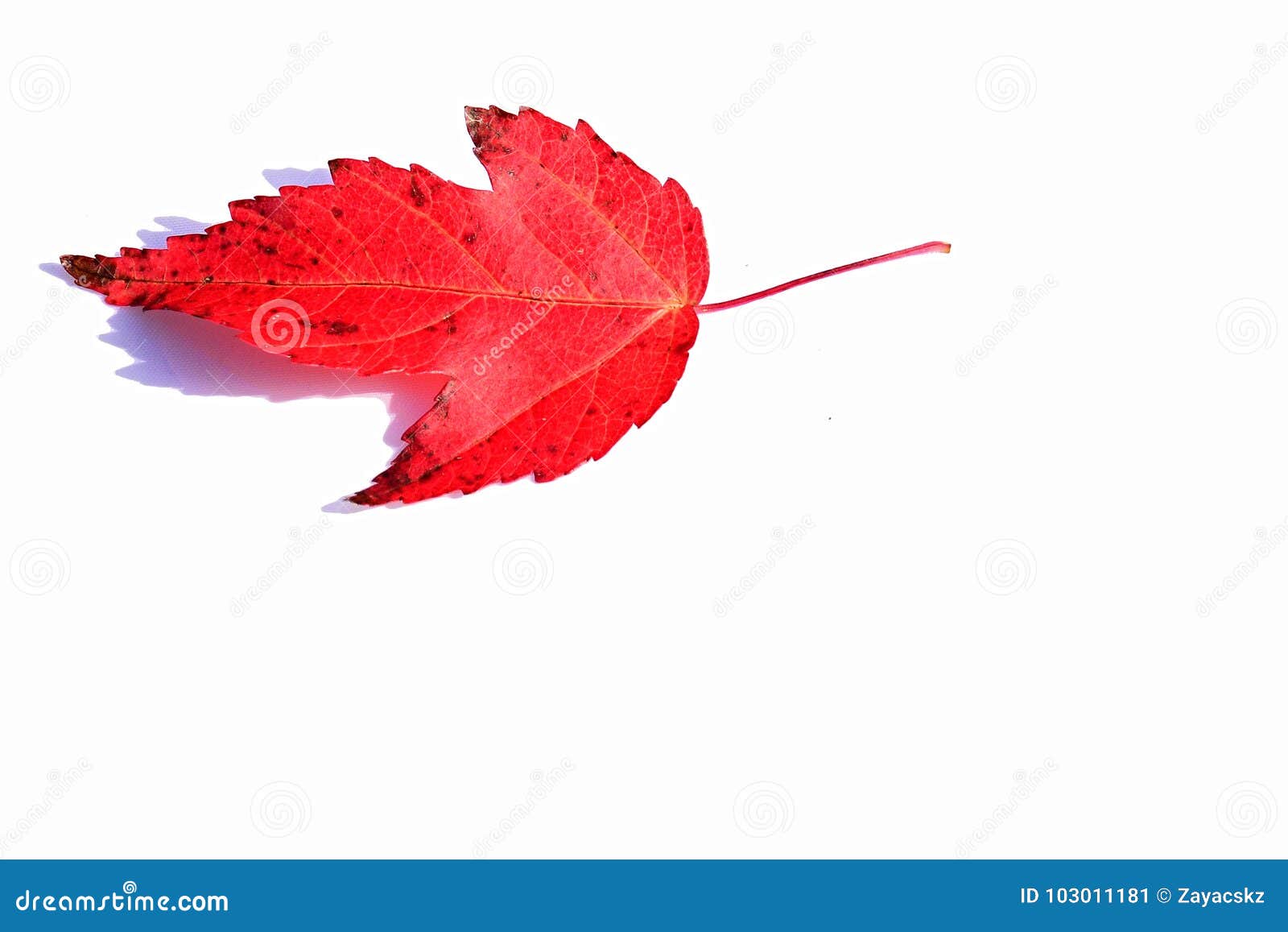 Single Red Autumn Leaf of Decorative Maple Tree Acer Genus on White ...