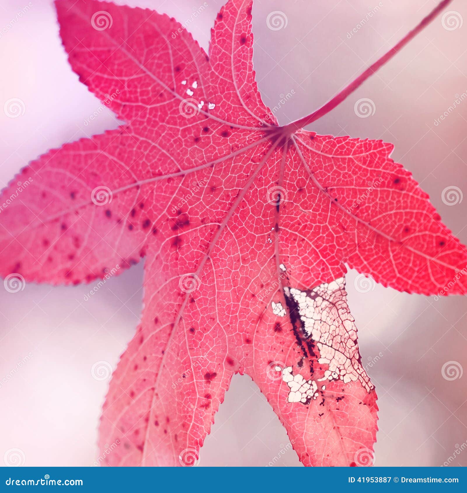 Single Red Autumn Leaf stock image. Image of nature, single - 41953887