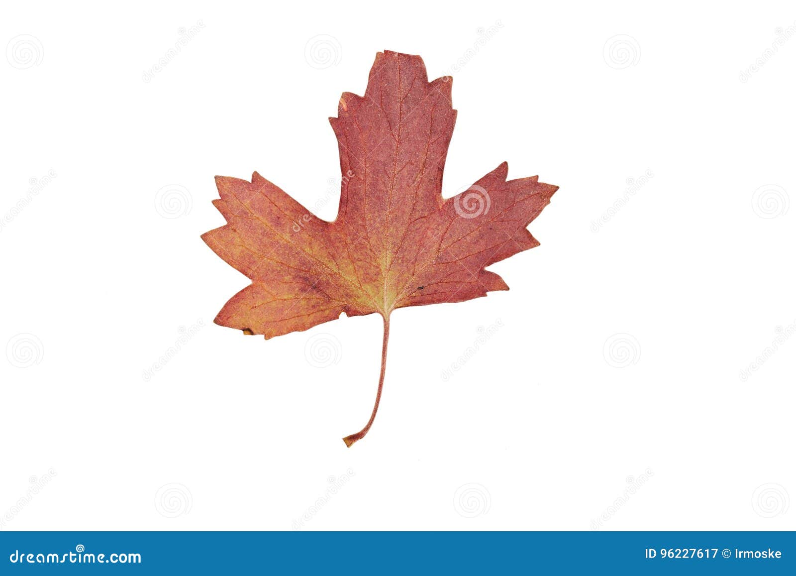Single Red Autumn Leave Isolated on White Stock Image - Image of brown ...