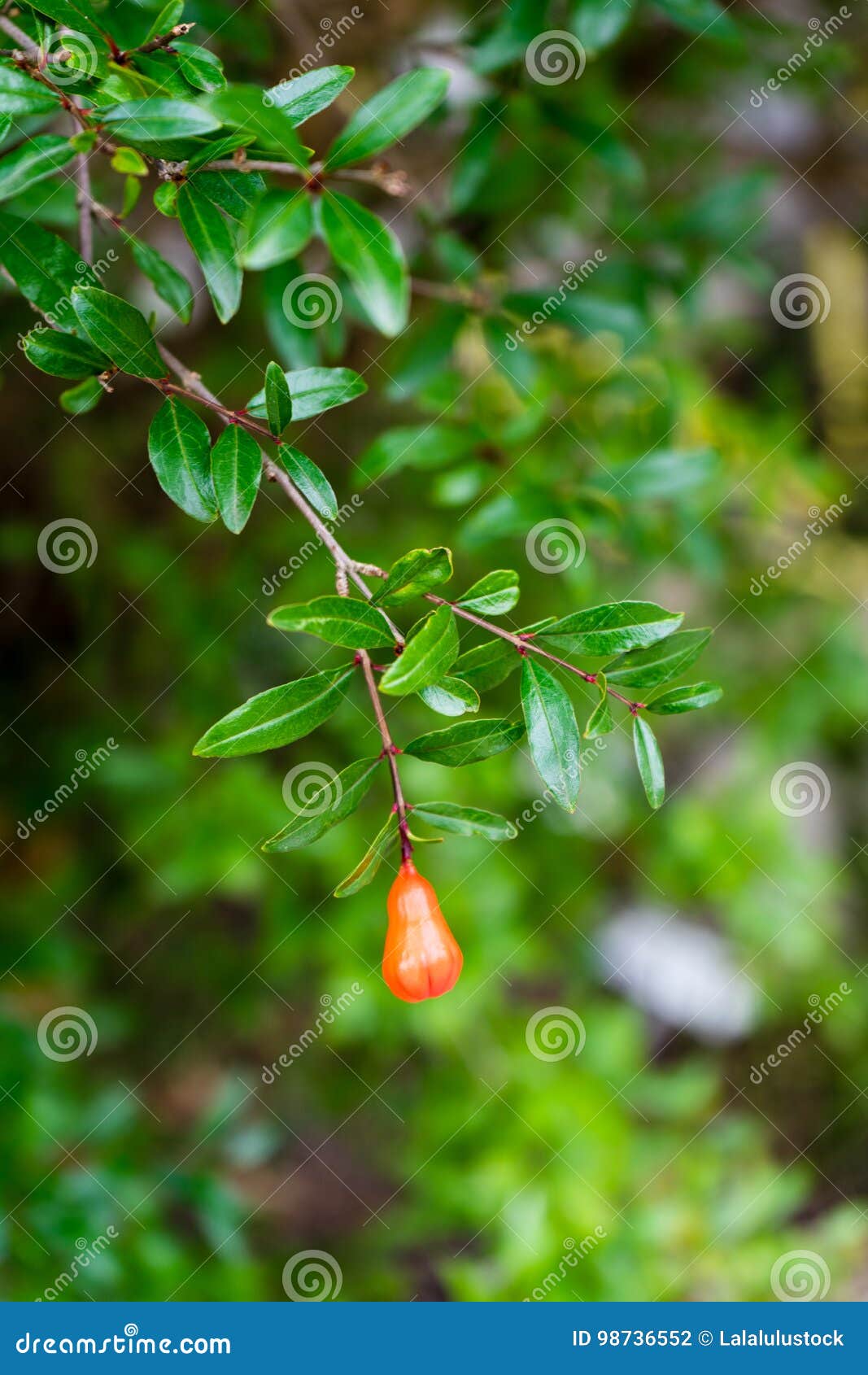 Single Red Berry Fruit Hanging from Tree Stock Photo - Image of foliage ...