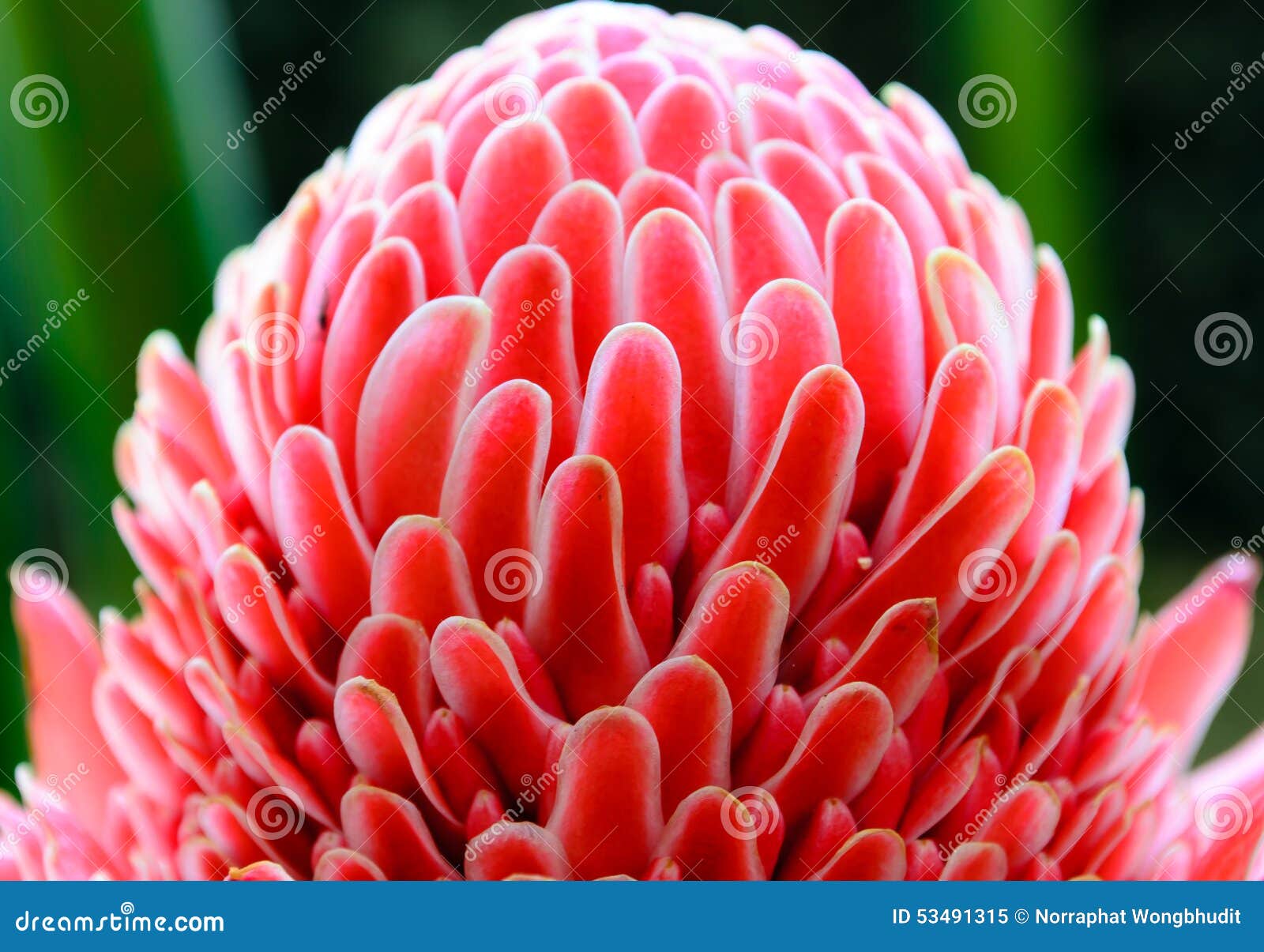 Single Red Bloom stock image. Image of bloom, single - 53491315