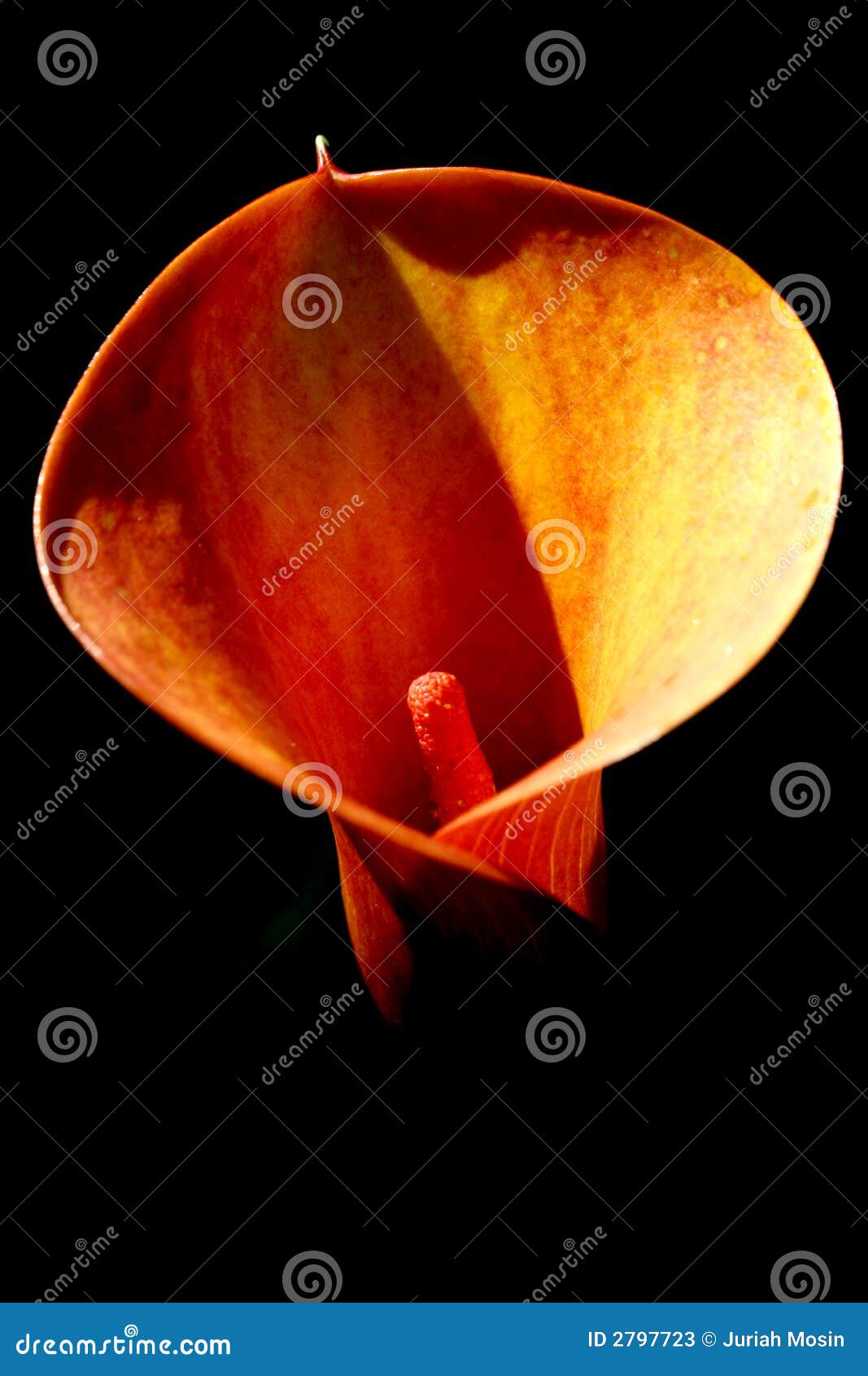 Single red calla stock image. Image of flower, detail - 2797723