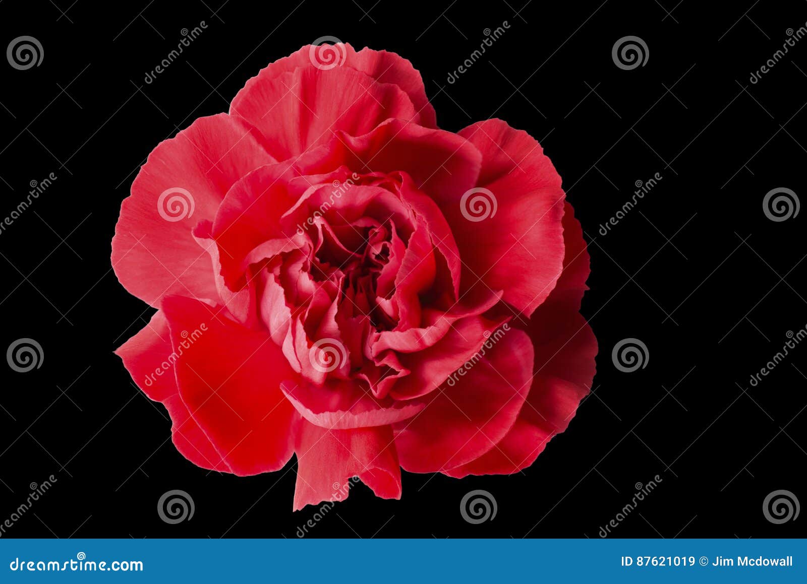 Single Red Carnation in Full Bloom on Black Stock Image - Image of ...