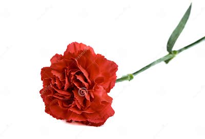 Single Red Carnation on White Background. Stock Image - Image of green ...