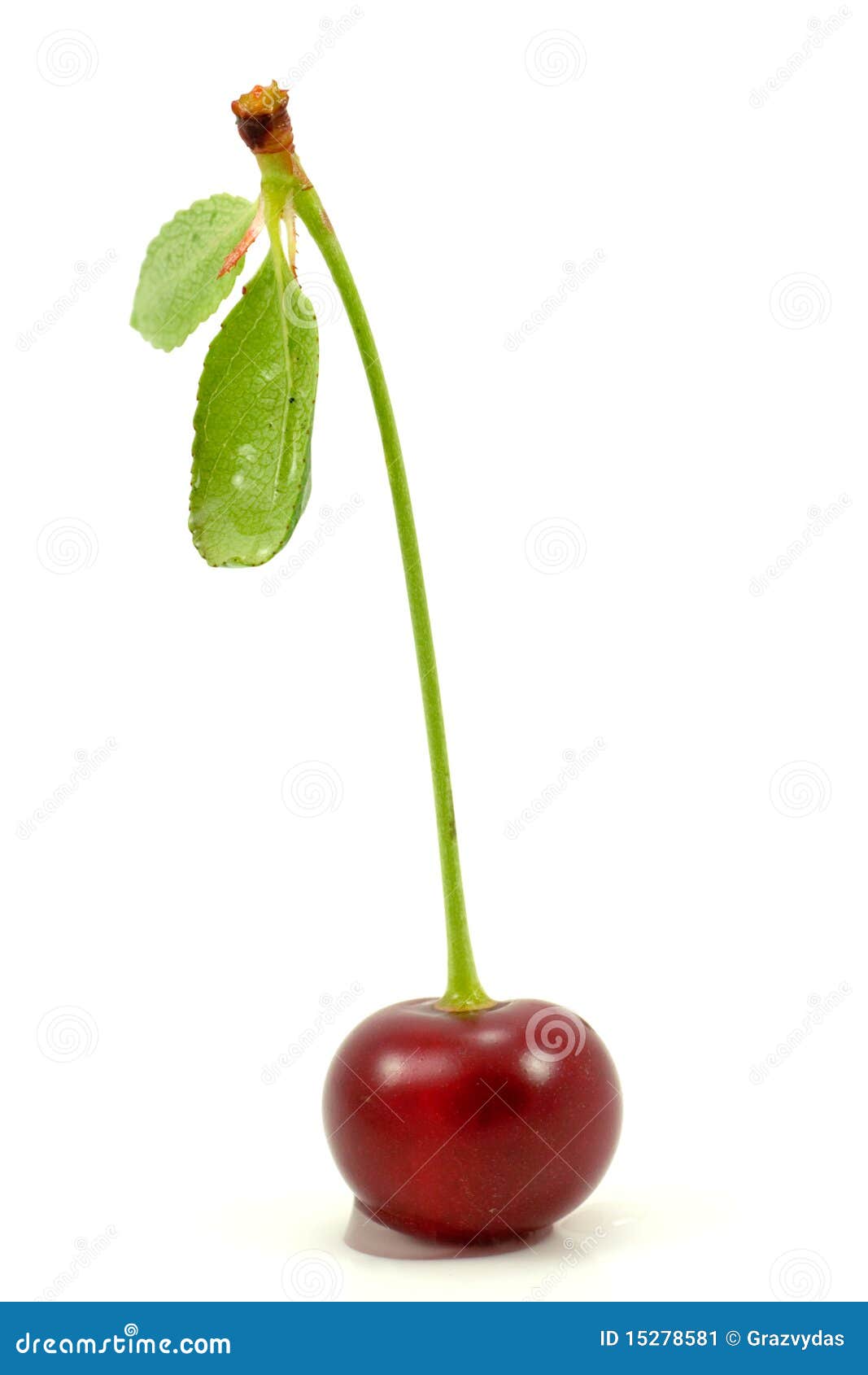 Single red cherry stock image. Image of healthy, leaf - 15278581