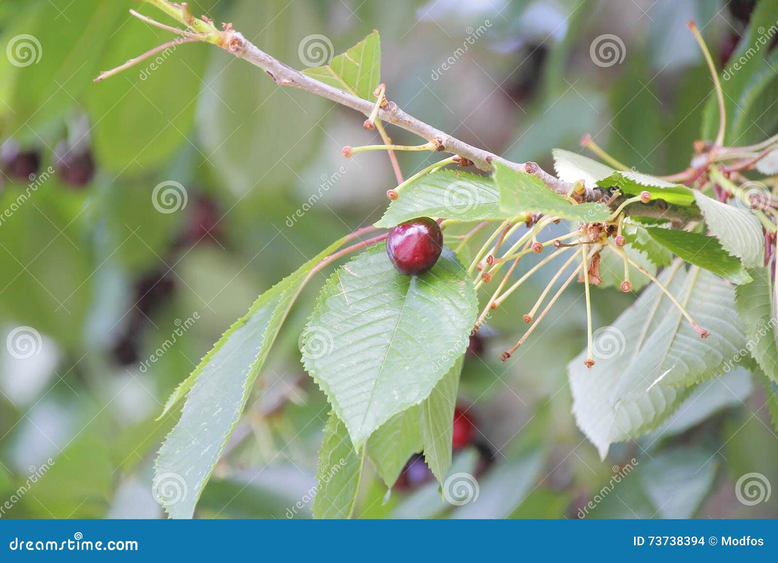 Single Red Cherry stock photo. Image of growing, sunlit - 73738394