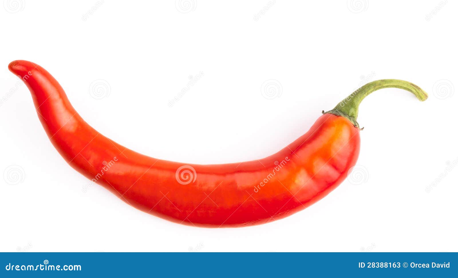 Single Red Chilli stock image. Image of chile, heat, color - 28388163
