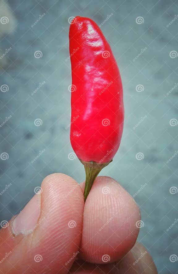 Single Red Chilli on Hand Close Up Macro View Stock Photo - Image of ...