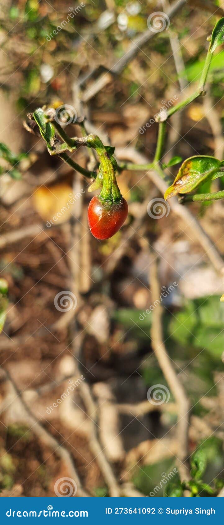 Single red chilly on plant stock photo. Image of insect - 273641092