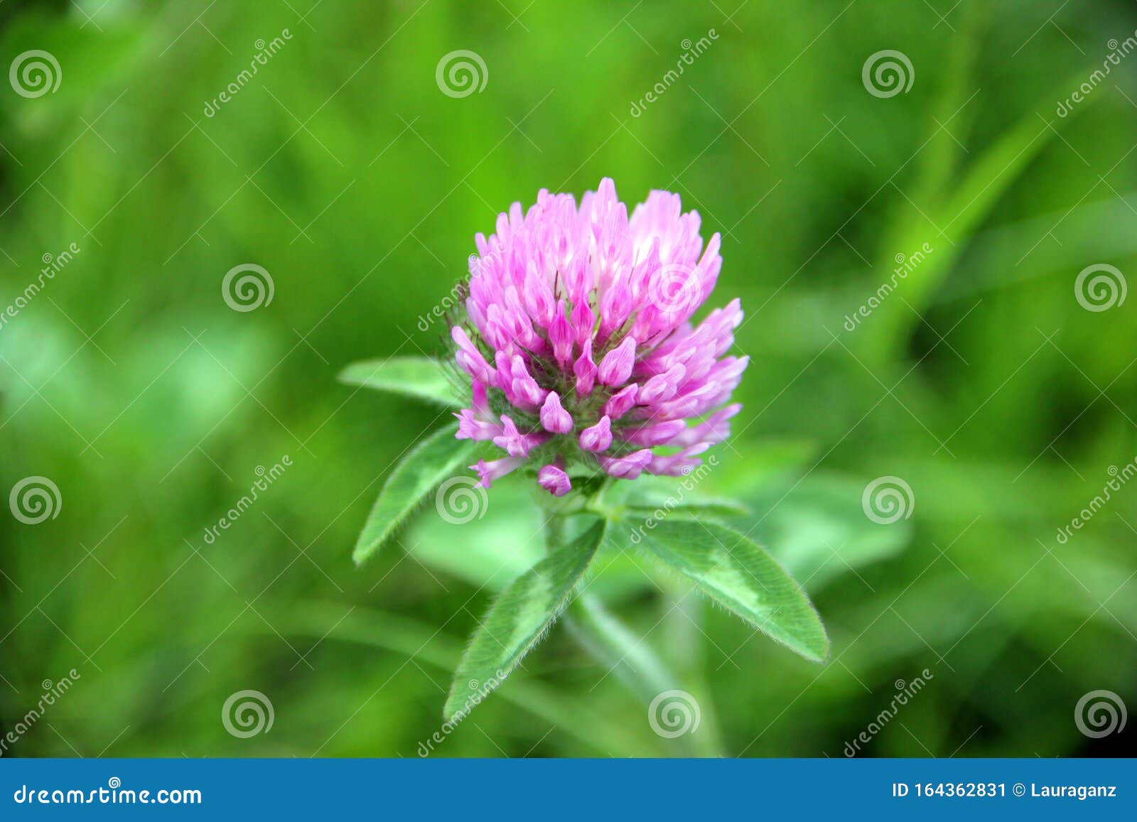 A Single Red Clover Flower stock image. Image of stemredsingle - 164362831