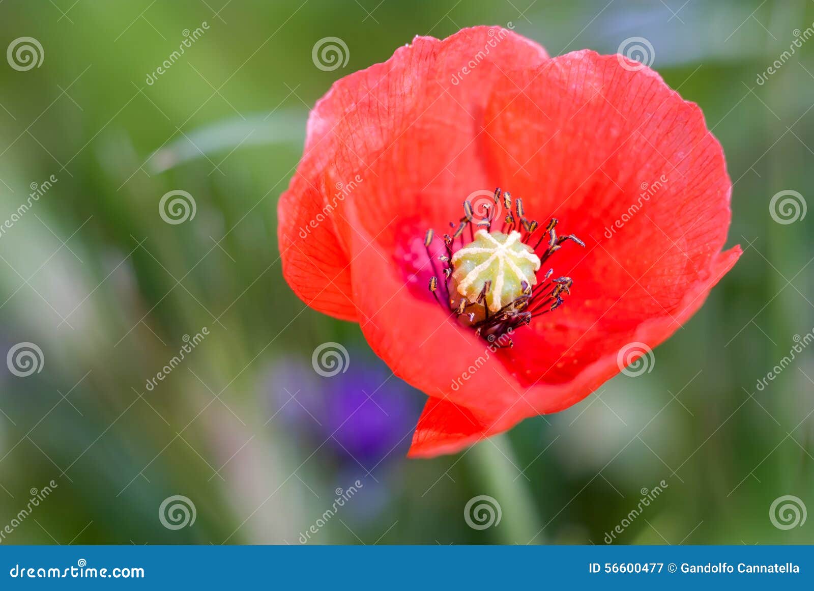A Single Red Common Poppy. Closeup Stock Image - Image of nature ...