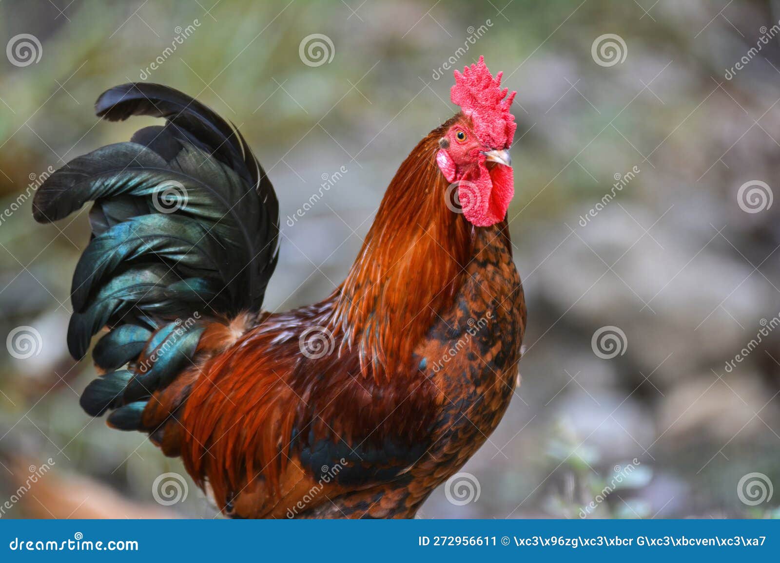 Single Red-crested Brown Rooster Posing Stock Image - Image of nature ...