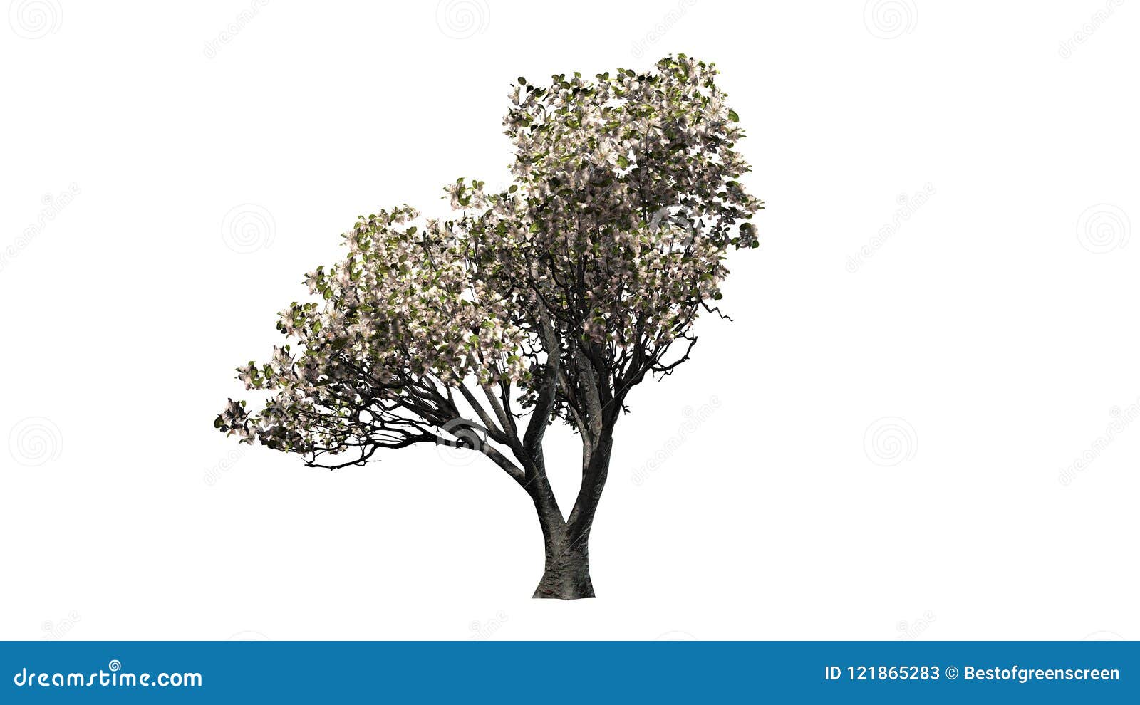 Single Red Delicious Apple Tree with Blossoms in the Spring Stock Image ...