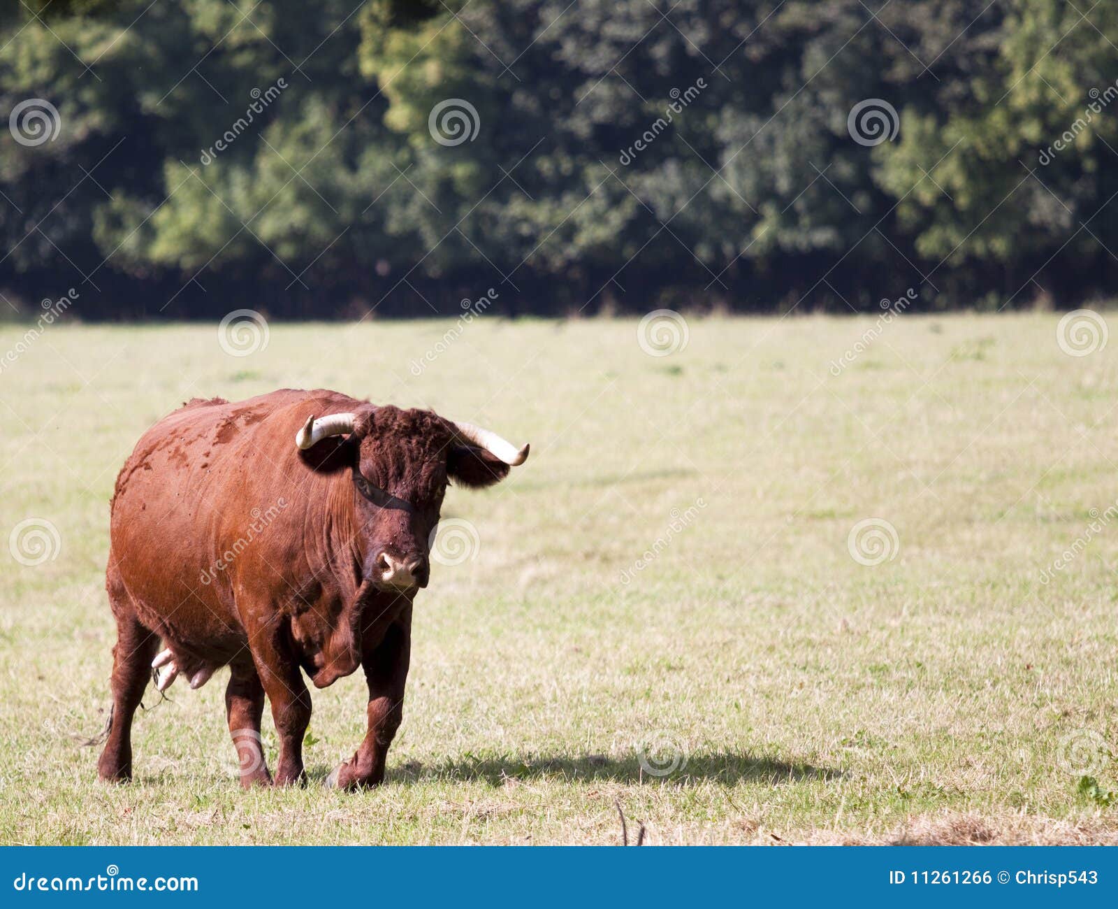 Single Red Devon Cow stock photo. Image of udder, england - 11261266