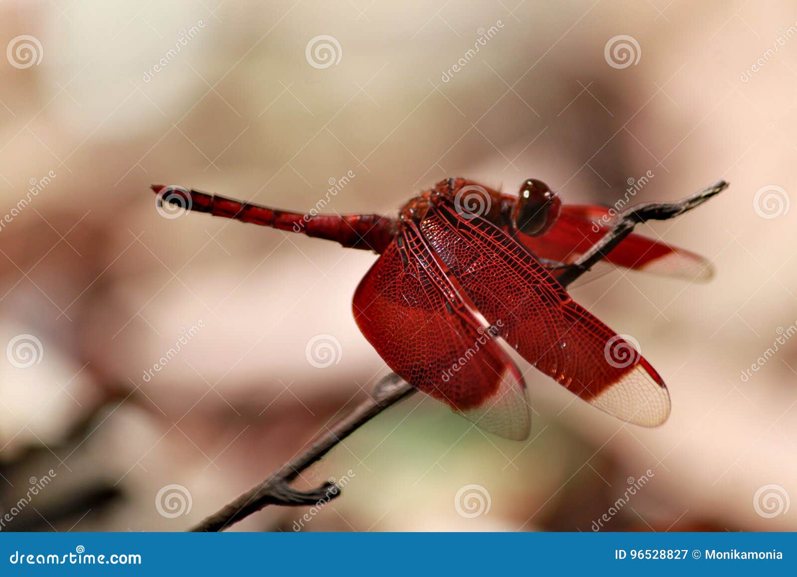 Single Red Dragonfly with Red Wings and Long Red Tail Stock Image ...
