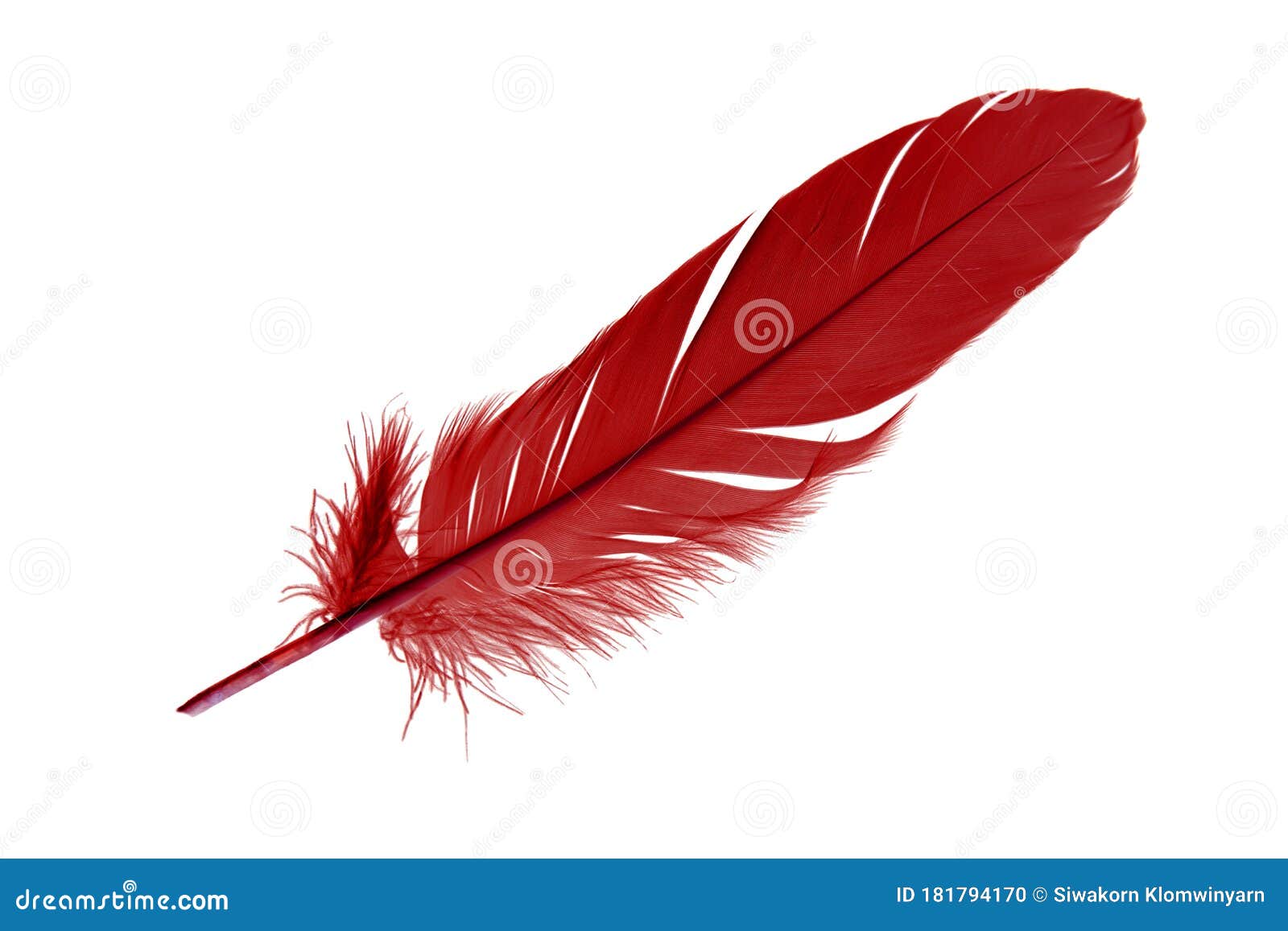 Single Red Feather Bird Isolated on White Background Stock Photo ...