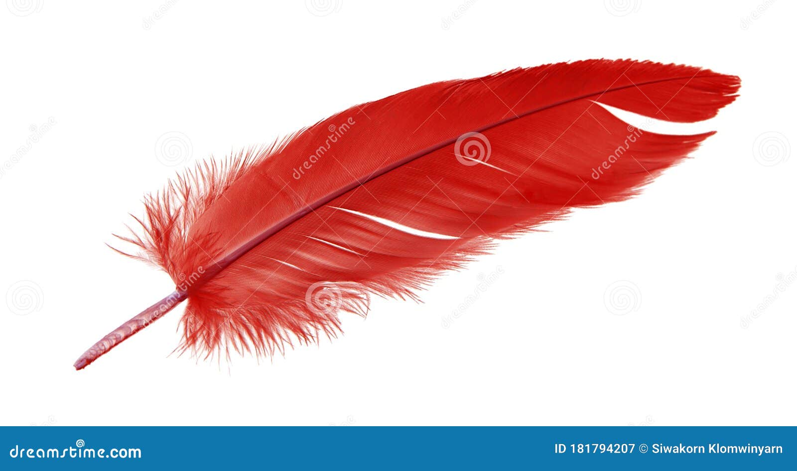 Single Red Feather Bird Isolated on White Background Stock Image ...