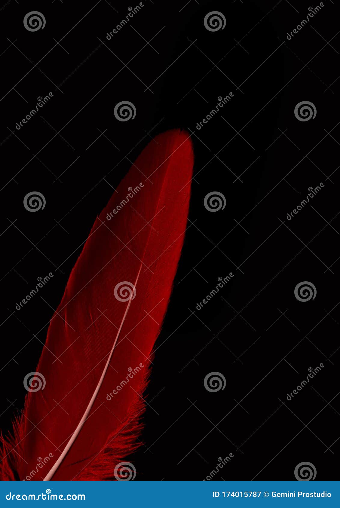 Single Red Feather Isolated on Black Background Stock Image - Image of ...