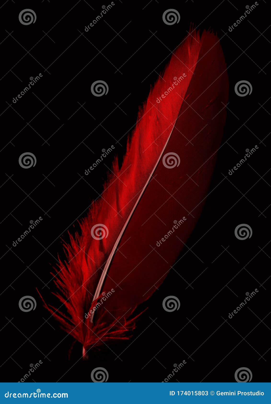 Single Red Feather Isolated on Black Background Stock Image - Image of ...