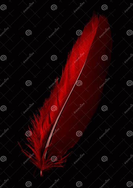 Single Red Feather Isolated on Black Background Stock Image - Image of ...