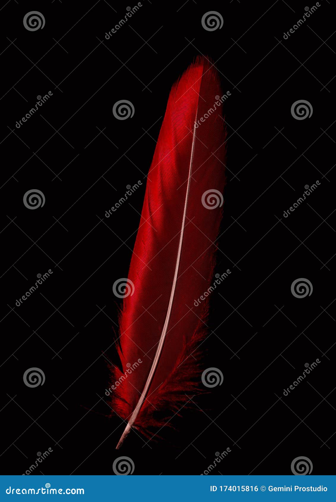 Single Red Feather Isolated on Black Background Stock Photo - Image of ...