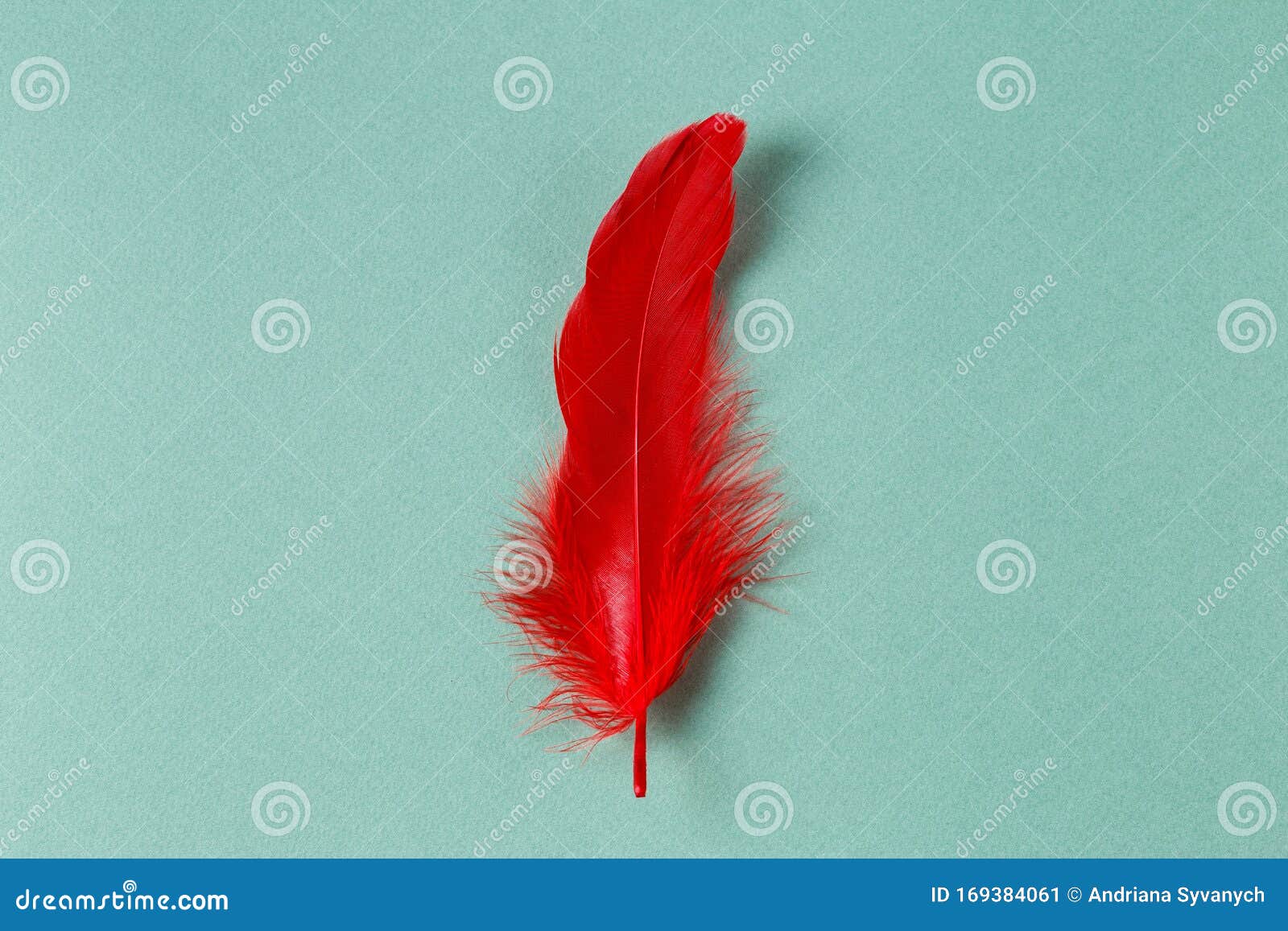 Single Red Feather on Mint Green Background Stock Image - Image of ...