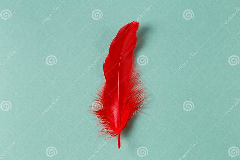 Single Red Feather on Mint Green Background Stock Image - Image of ...