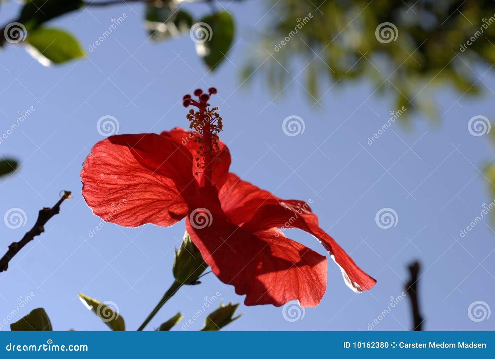 Single red flower stock photo. Image of nature, plant - 10162380