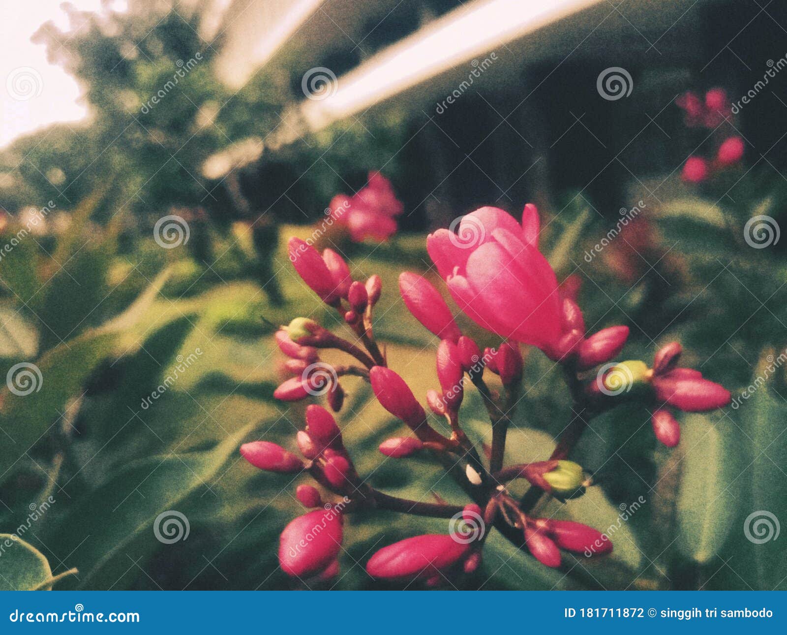 Single red flower stock photo. Image of green, nature - 181711872