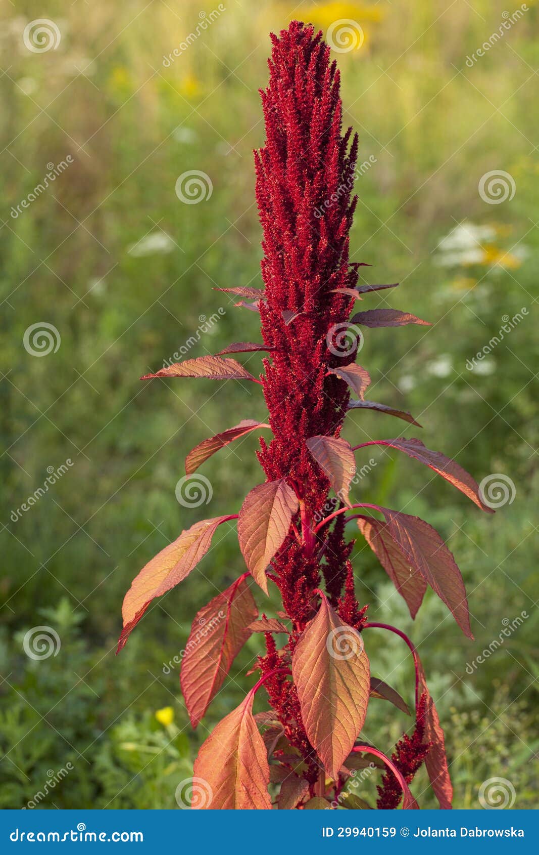 Amaranthus stock image. Image of flower, stem, closeup - 29940159