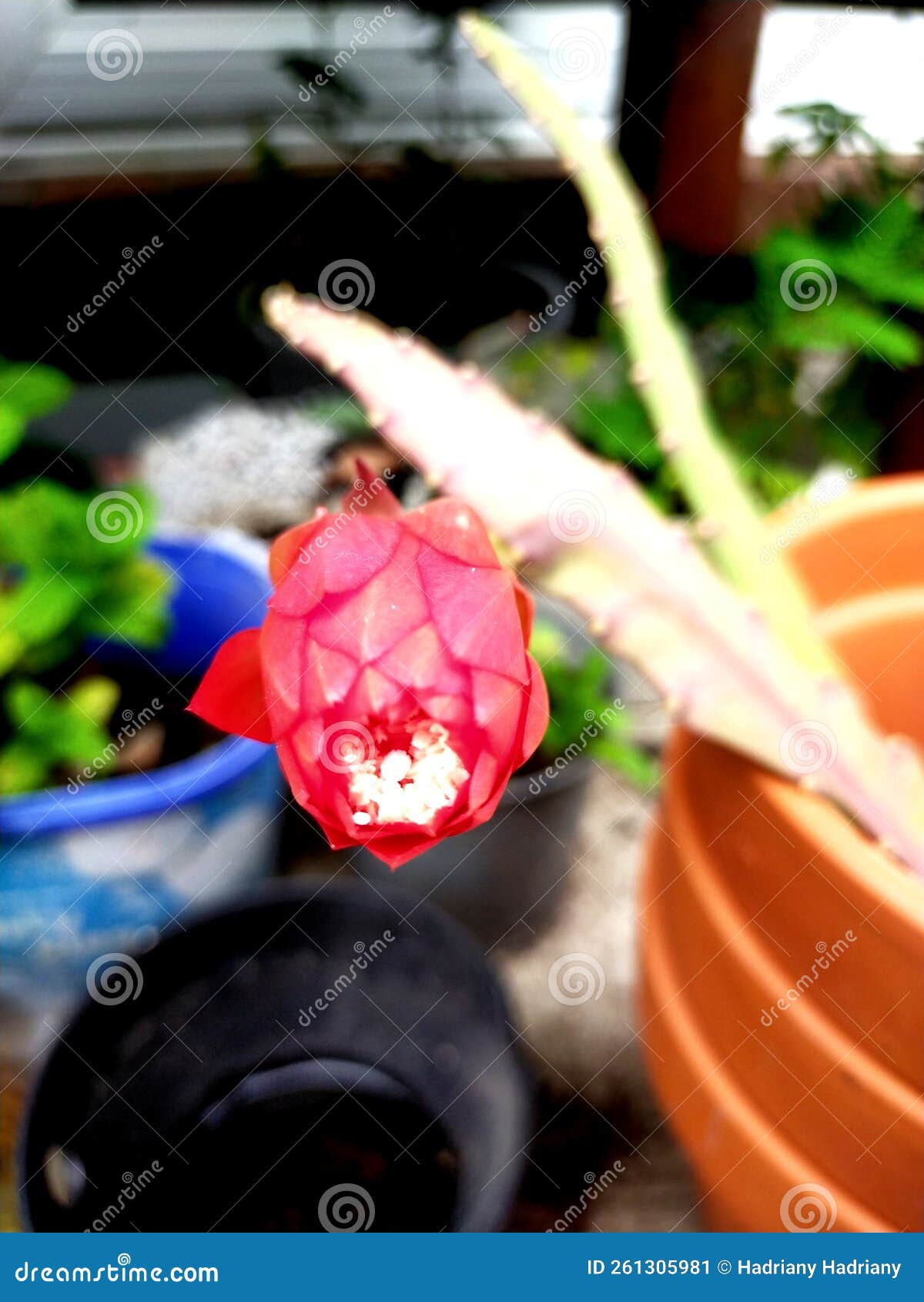 Single Red Flower at Backyard Stock Image - Image of potrait, gardening ...