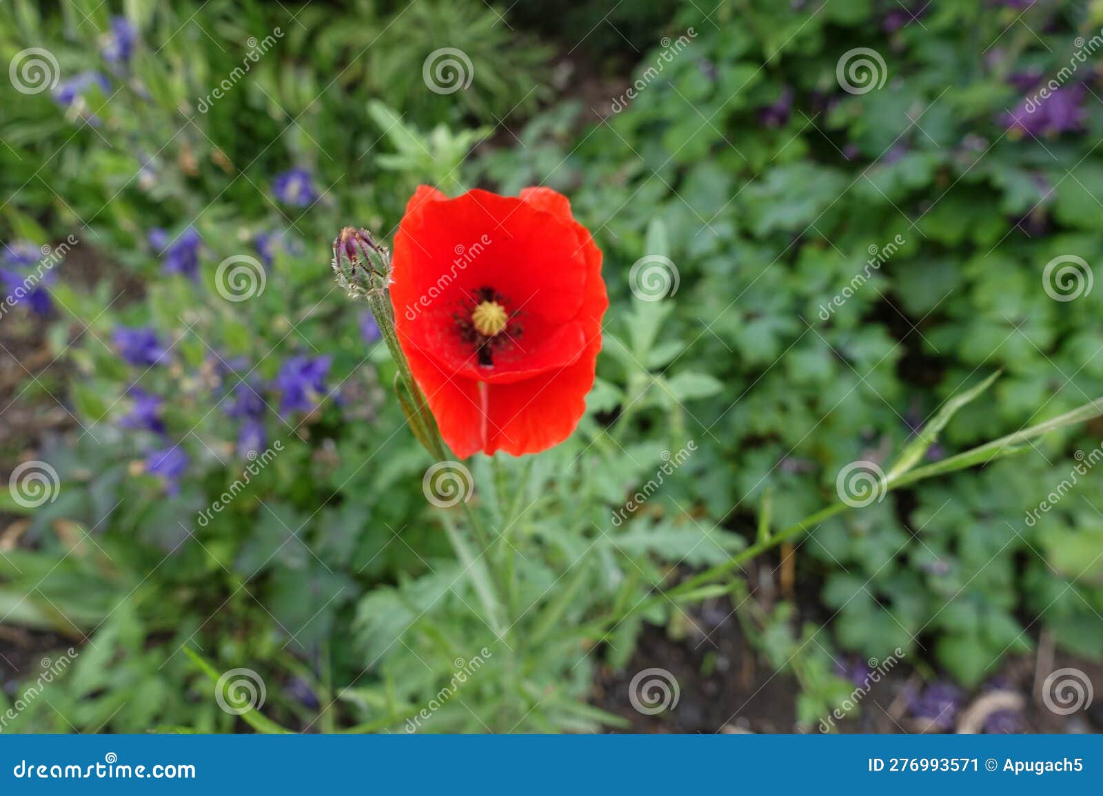 Single Red Flower of Common Poppy Stock Image - Image of papaver ...