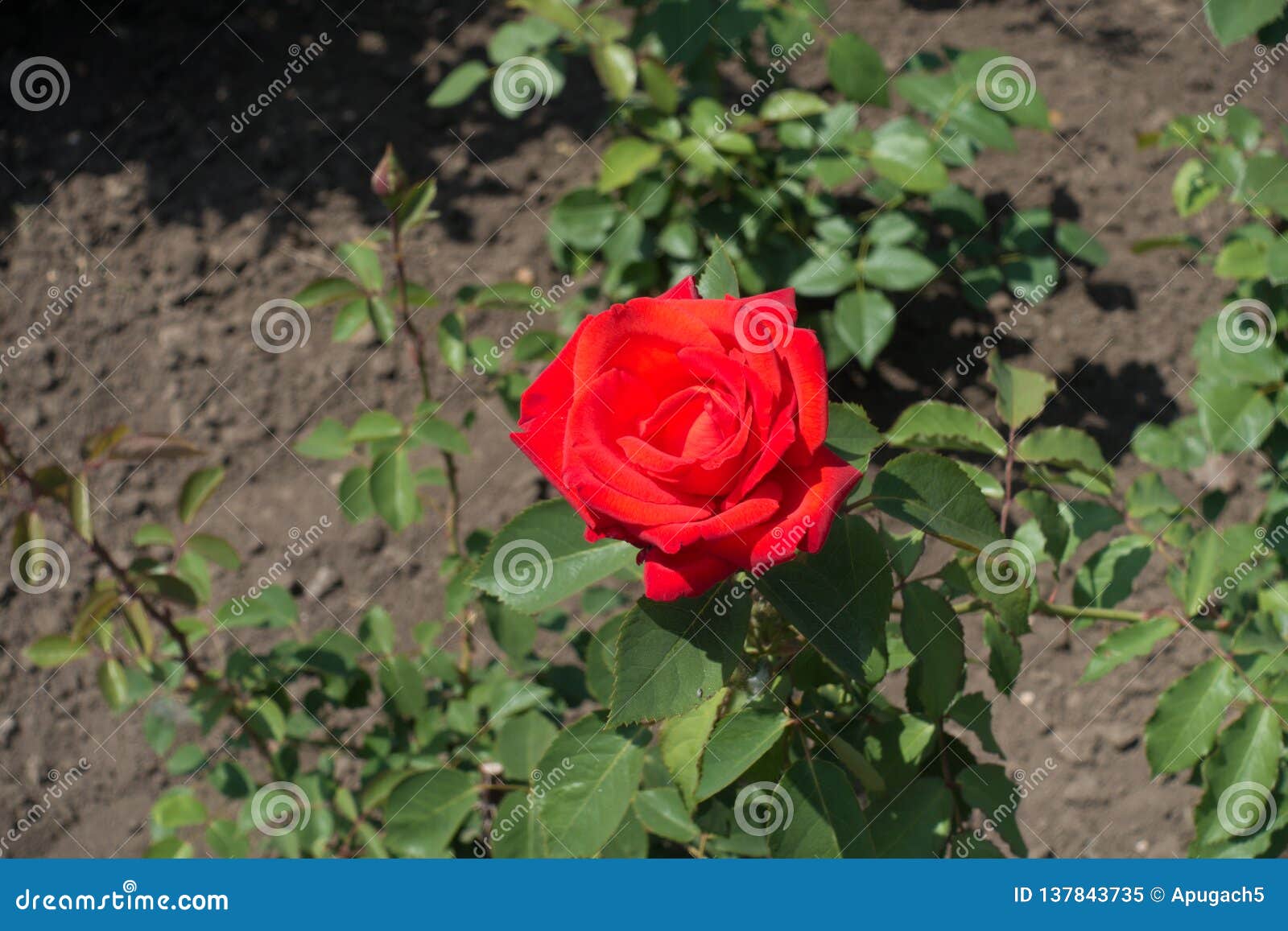 Single Red Flower of Rose in May Stock Image - Image of carmine ...