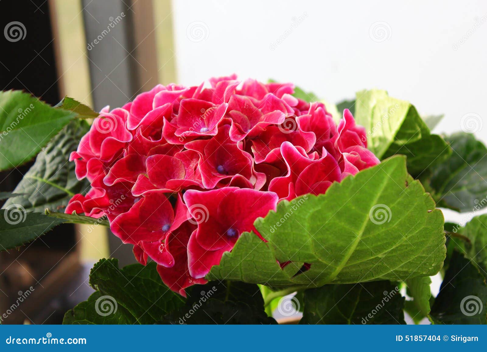 Single red flower stock photo. Image of leaf, leaves - 51857404