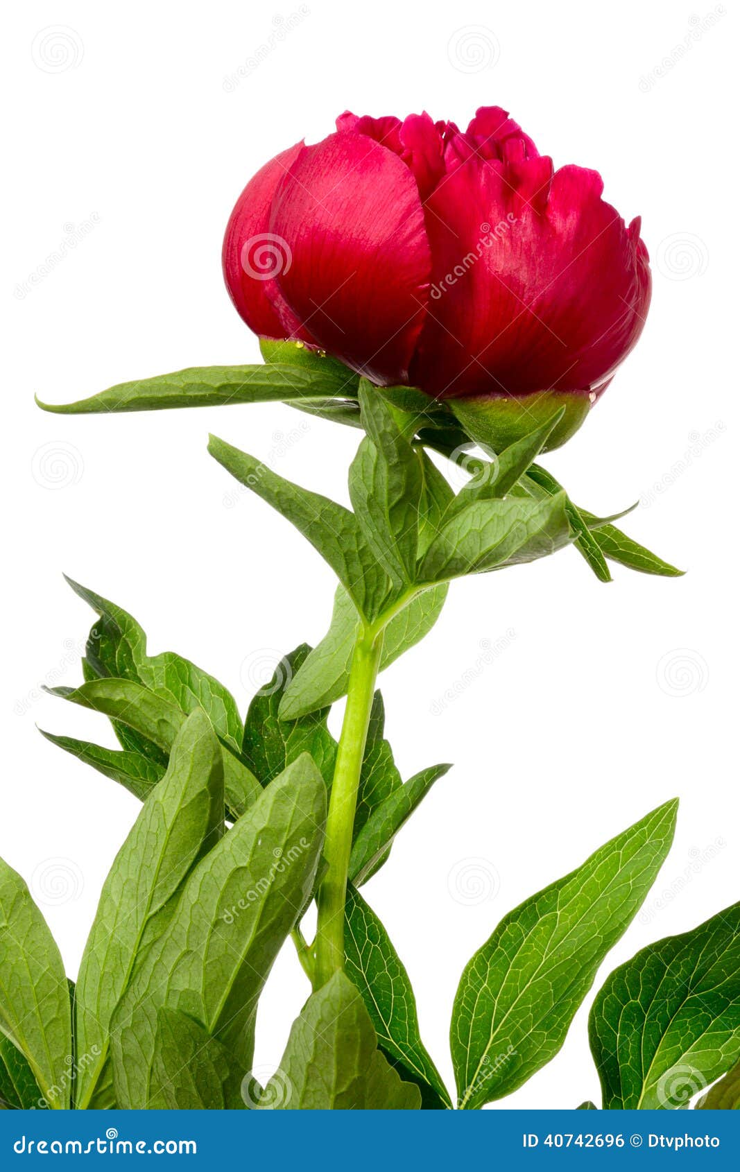 Single red flower stock photo. Image of petal, peony - 40742696